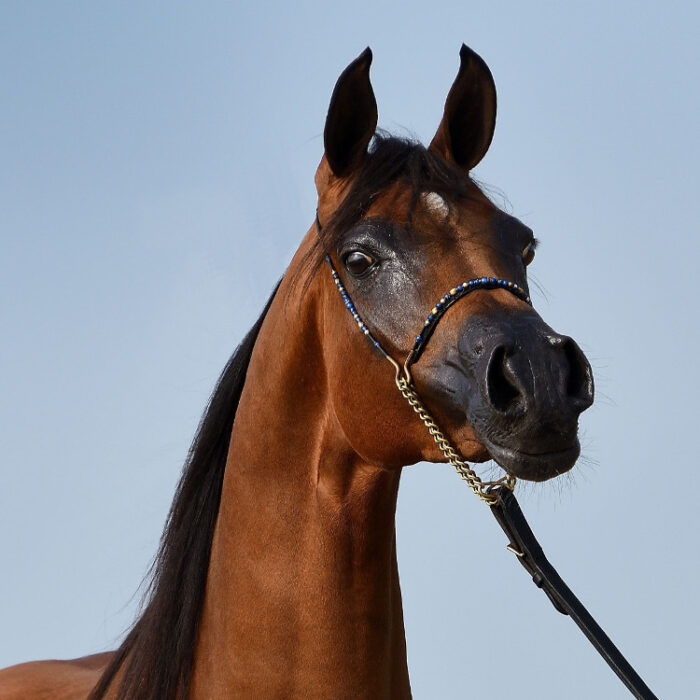 Mares - The Kossack Stud