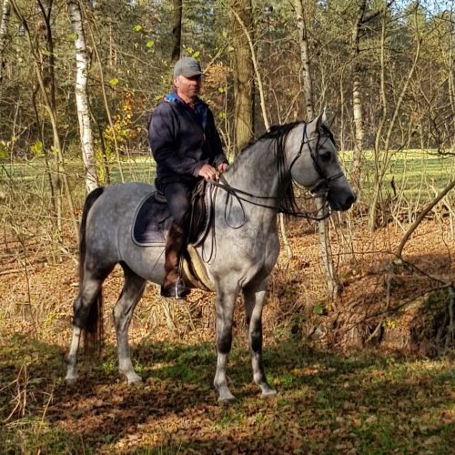 For sale - The Kossack Stud