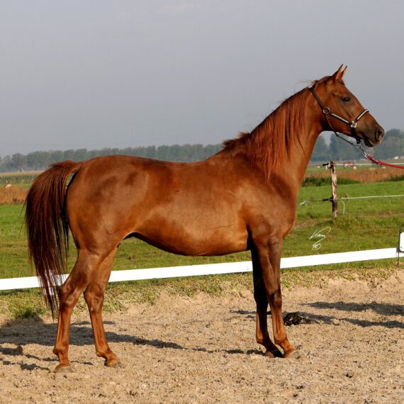 Mares - The Kossack Stud