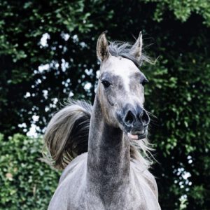 For sale - The Kossack Stud