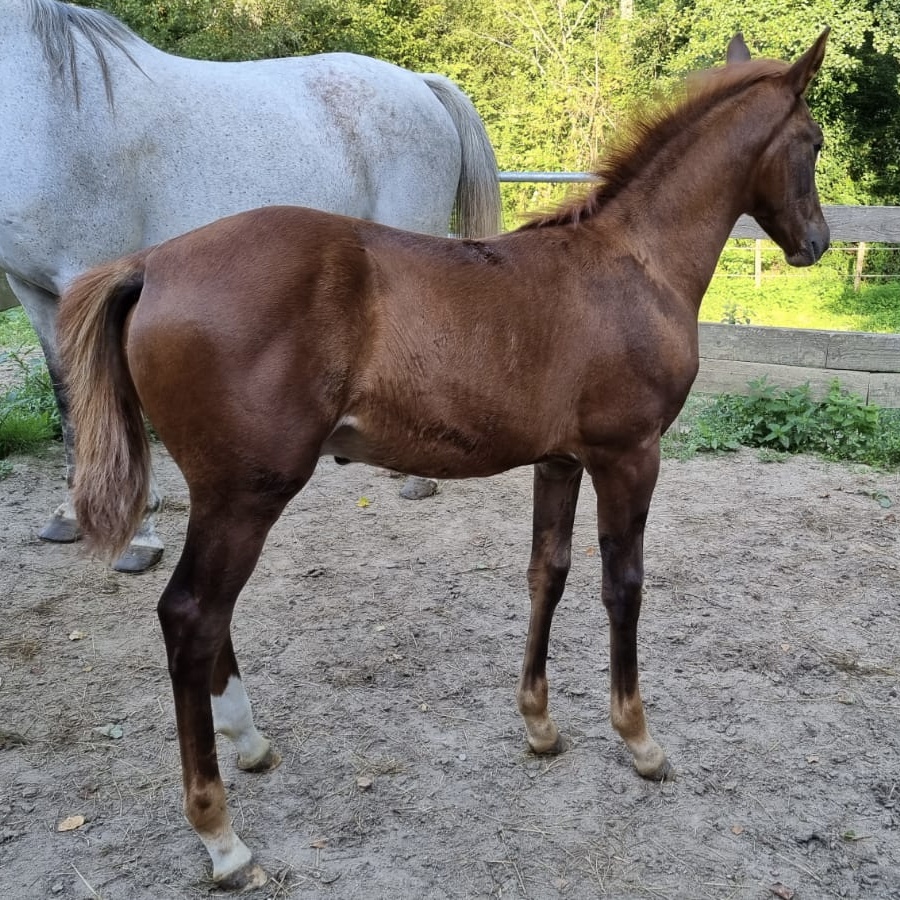 For sale - The Kossack Stud