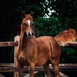 For sale - The Kossack Stud